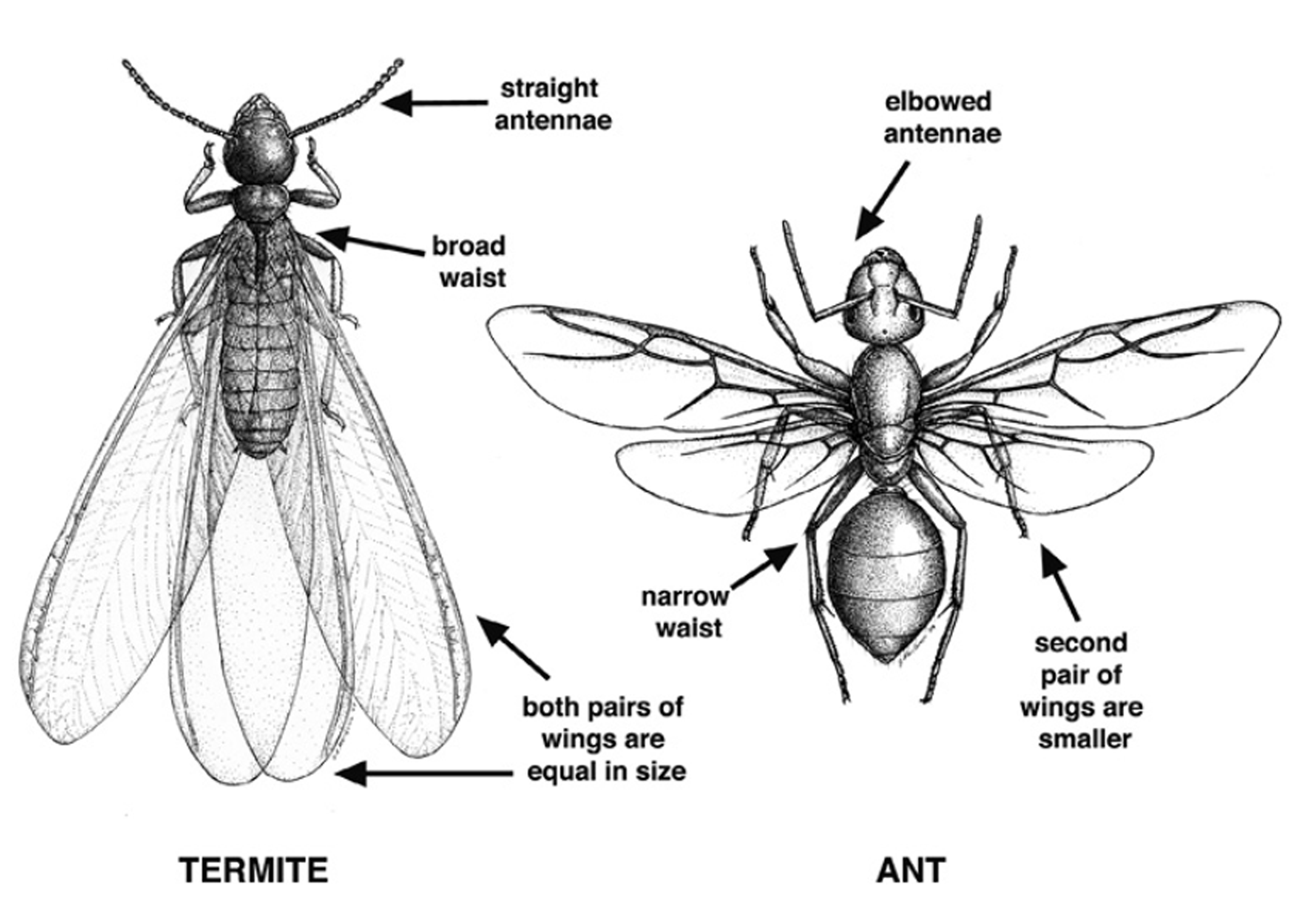Protect buildings from swarming termites | The Panolian