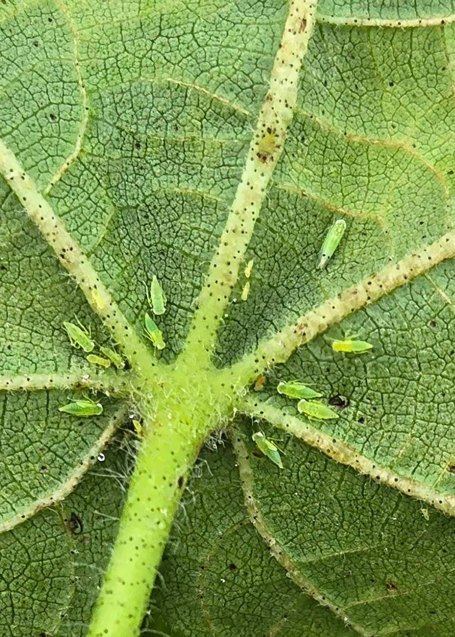 Invasive pest confirmed in Mississippi cotton | The Panolian