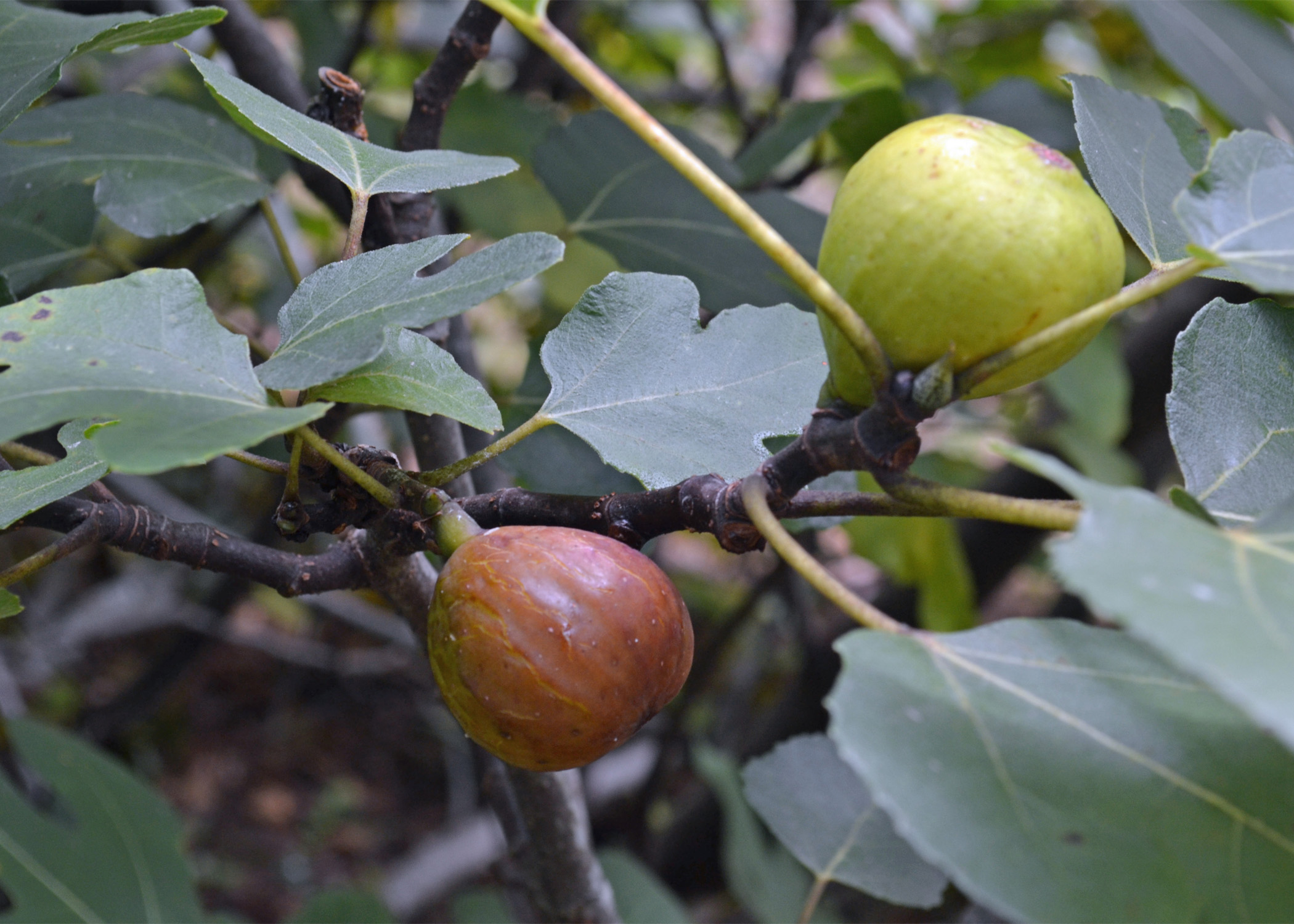 Fig trees thrive in the South’s warm climate | The Panolian