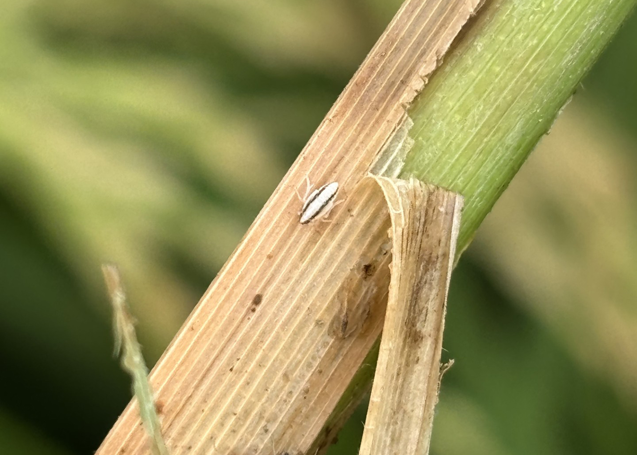 State rice crop struggled through tough crop year | The Panolian