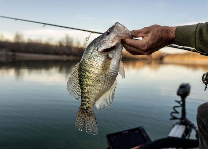 Crappie can cause major problems for ponds | The Panolian